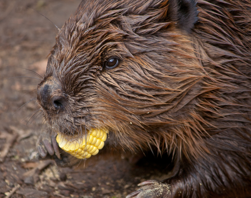 Weclome tothe official home page of Berry’s beaver Bonanza. We’ve ...